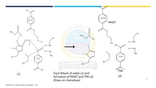 Aqsa Ilyas (plastic eating bacteria in a chemical perspective).pptx