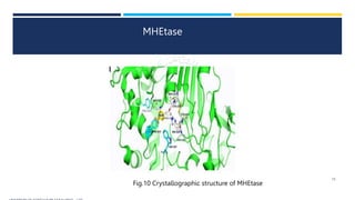 Aqsa Ilyas (plastic eating bacteria in a chemical perspective).pptx
