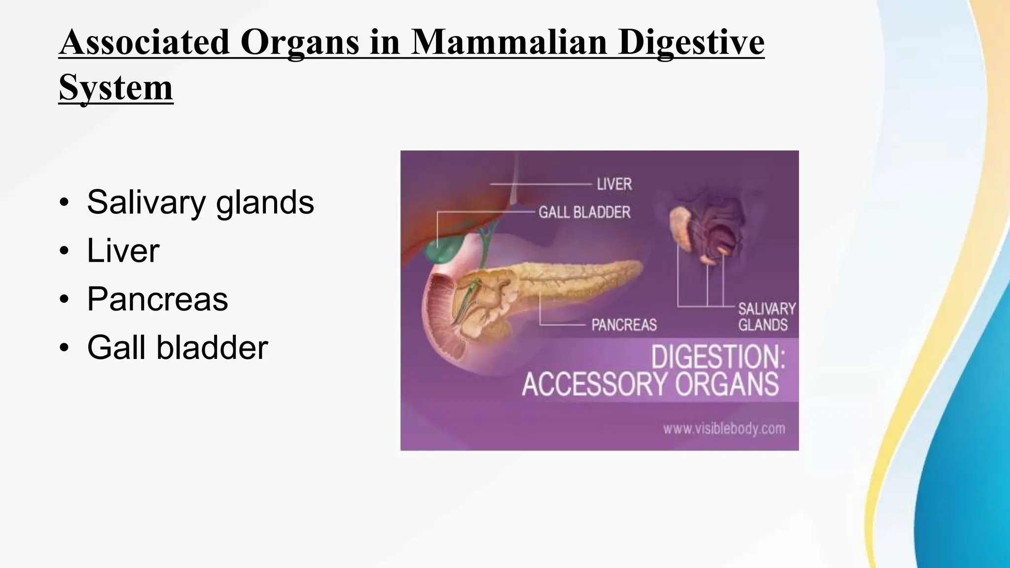 associated organs in mammalian digestive system | PPTX