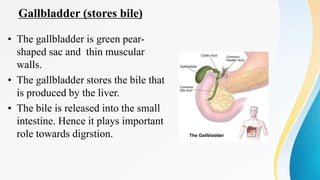 associated organs in mammalian digestive system | PPTX