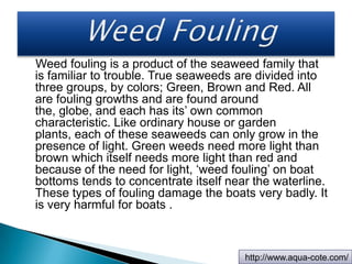 Boat Antifouling Paint | PPTX