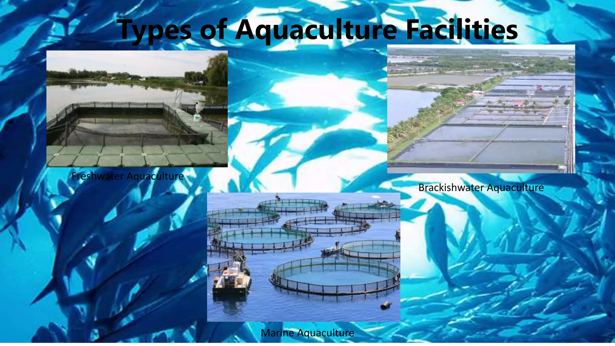 Aquaculture | PPTX