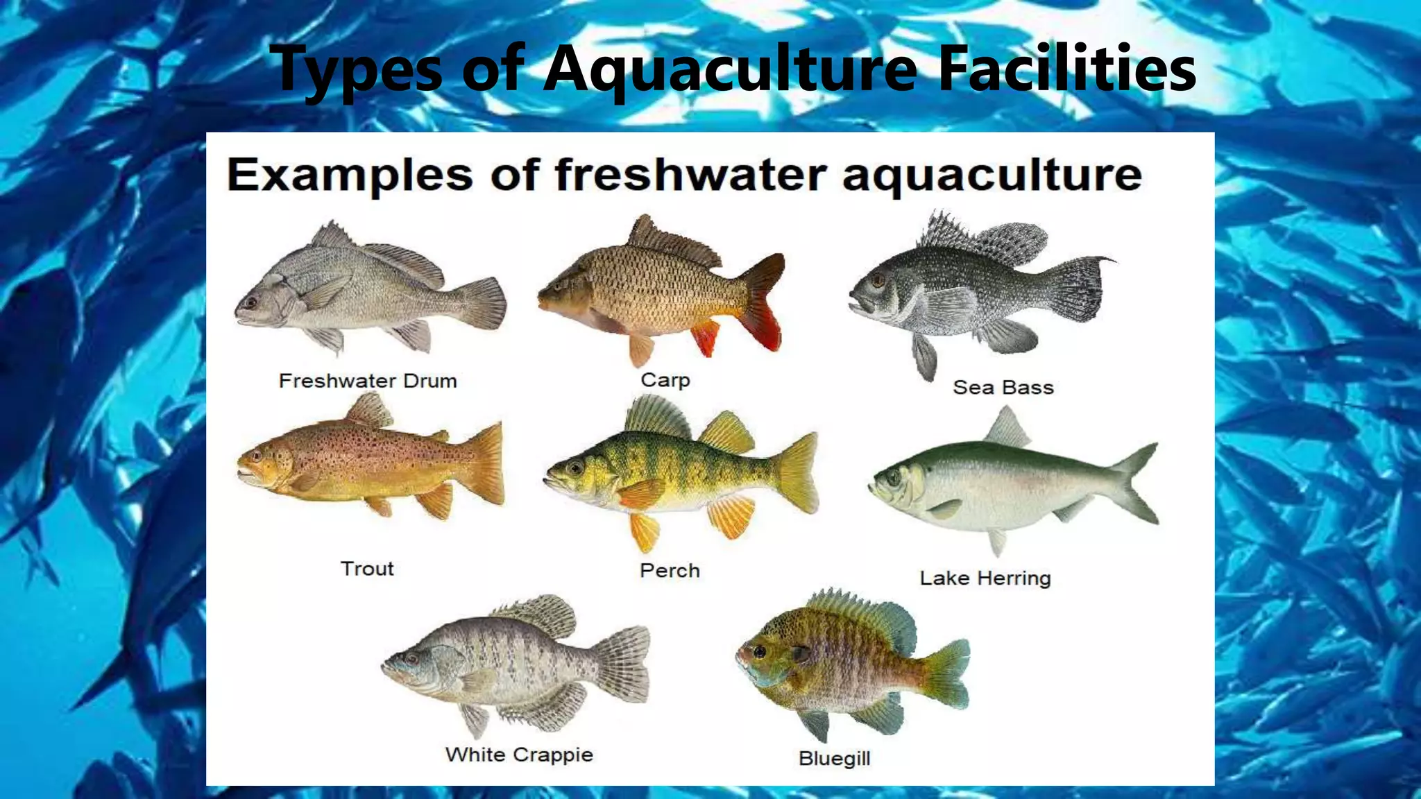 Aquaculture | PPTX