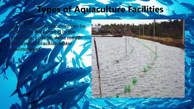 Aquaculture | PPTX | Fish and Aquariums | Pets