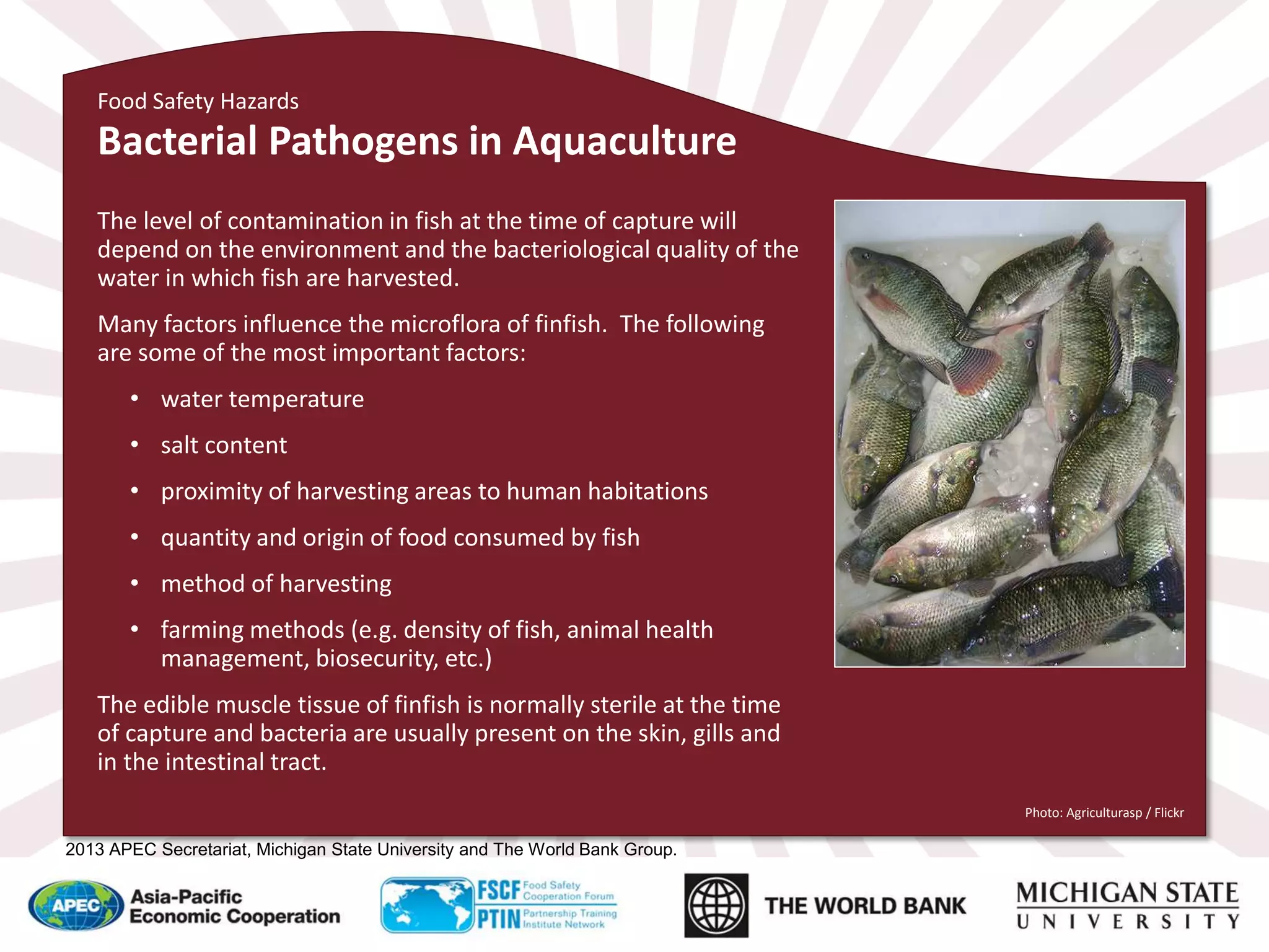 Aquaculture 2 - Food Safety Hazards 2013 | PDF