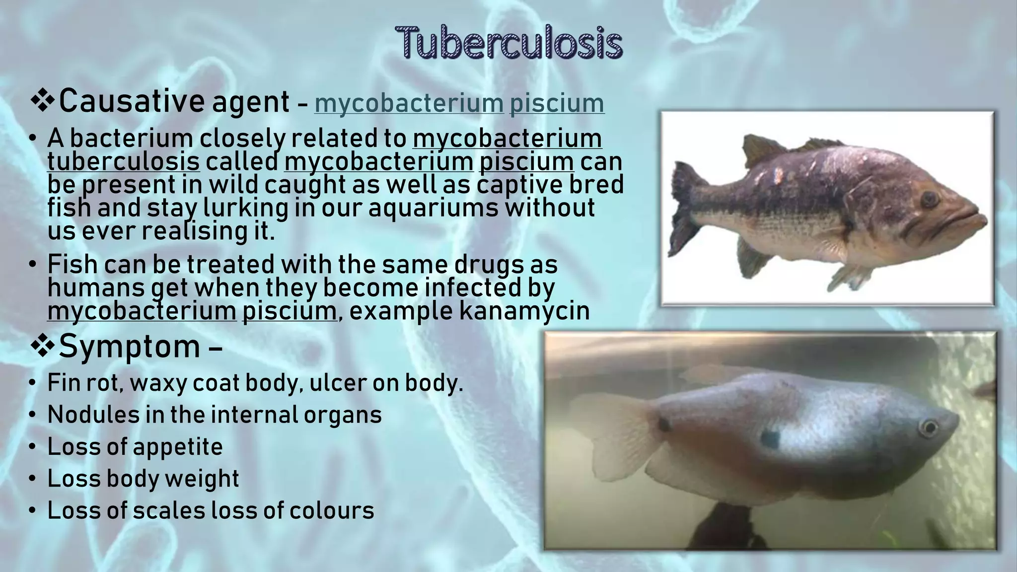 BACTERIAL DISEASE IN FISH.pptx