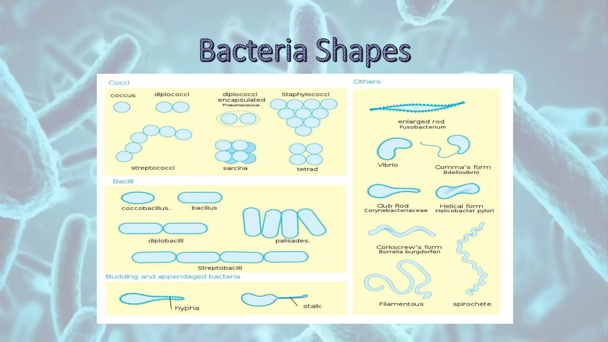 BACTERIAL DISEASE IN FISH.pptx
