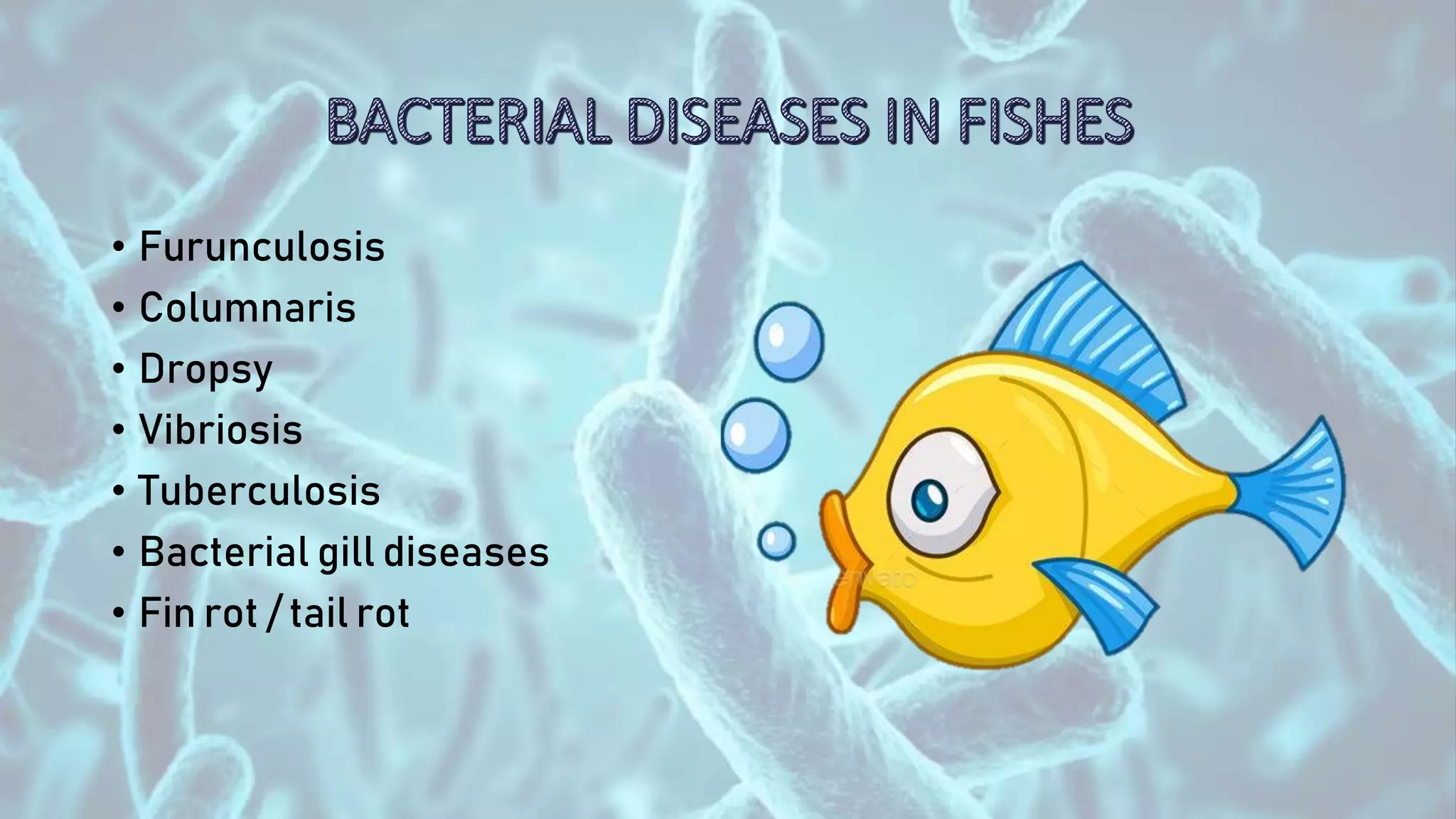 BACTERIAL DISEASE IN FISH.pptx