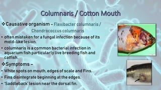 BACTERIAL DISEASE IN FISH.pptx