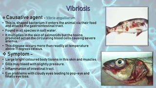BACTERIAL DISEASE IN FISH.pptx