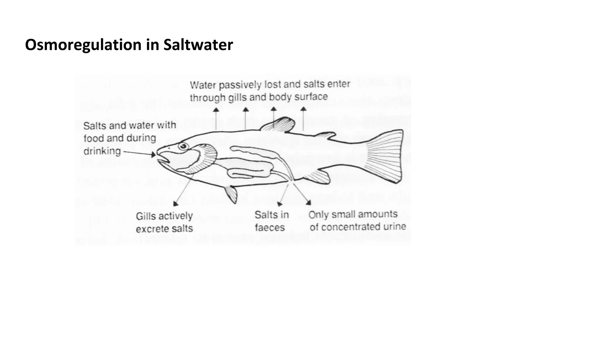 Aquaculture basics module 3 osmoregulation and excretion | PDF