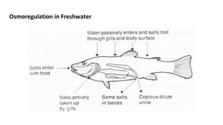 Aquaculture basics module 3 osmoregulation and excretion | PDF