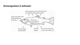 Aquaculture basics module 3 osmoregulation and excretion | PDF
