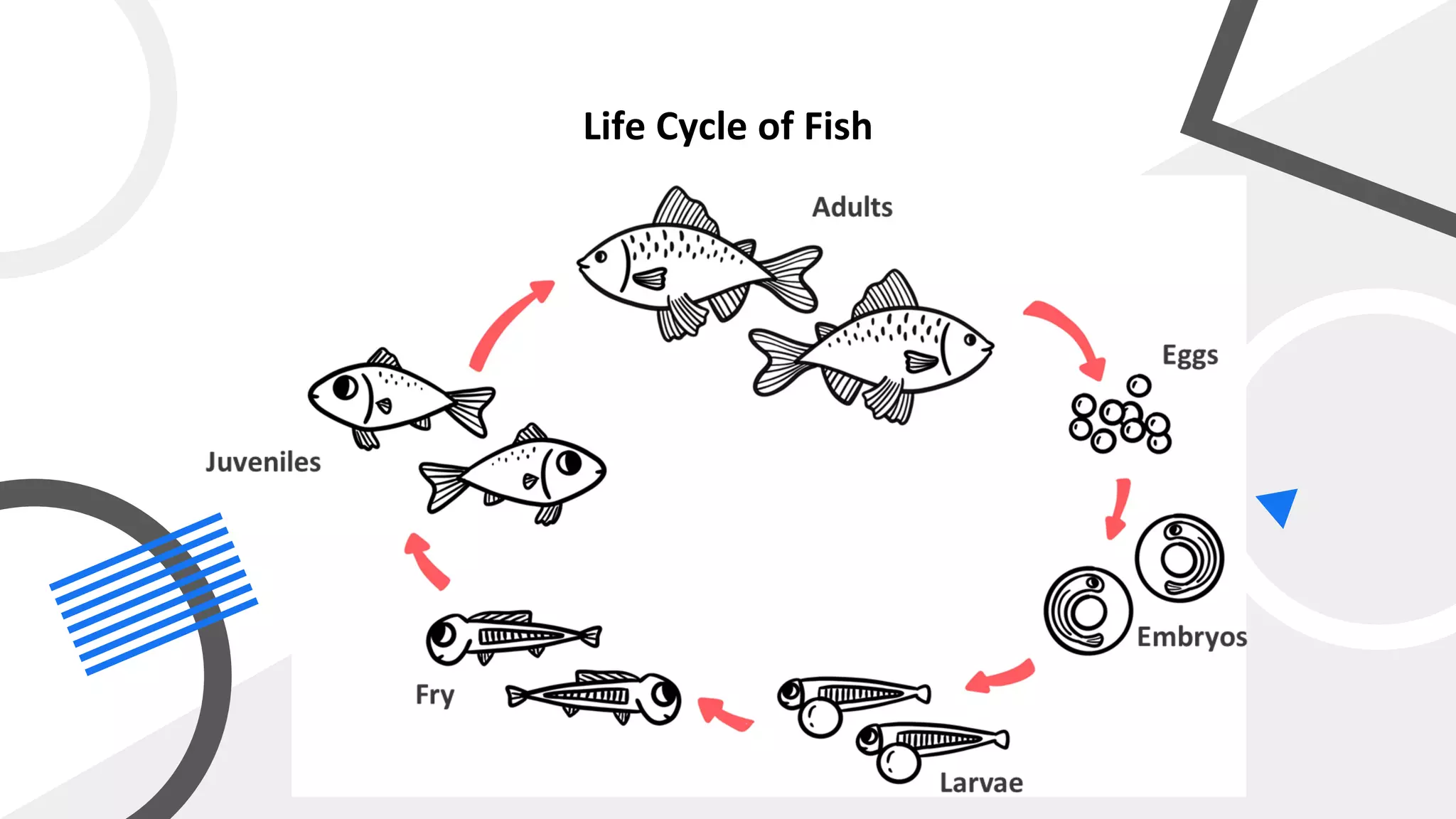 Aquaculture basics module 3 reproduction | PDF | Biological Sciences ...