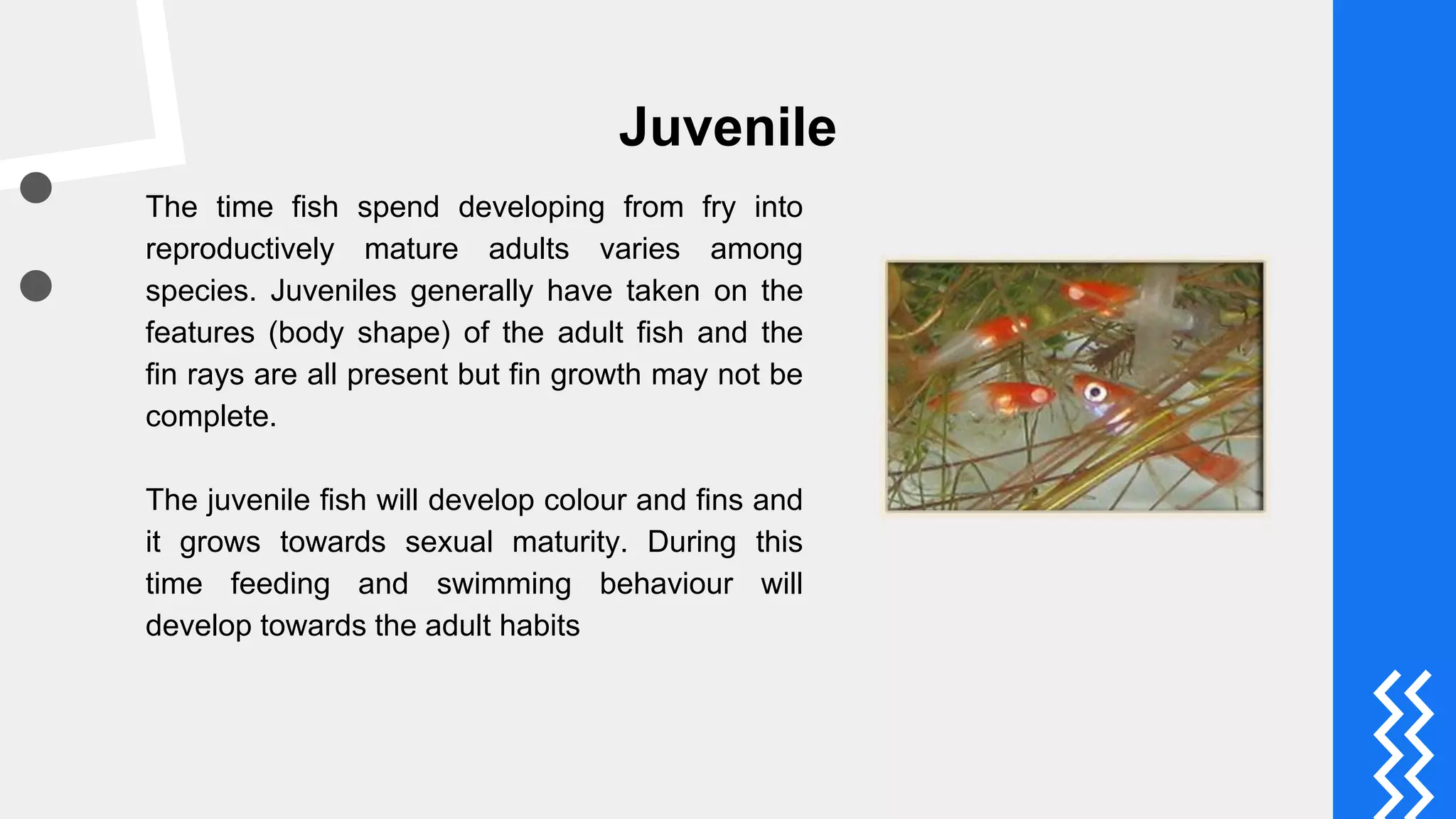 Aquaculture basics module 3 reproduction | PDF | Biological Sciences ...