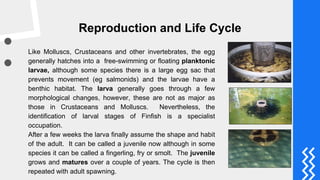 Aquaculture basics module 3 reproduction | PDF