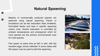 Aquaculture basics module 3 reproduction | PDF | Biological Sciences ...