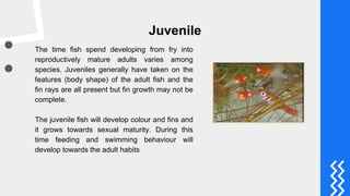 Aquaculture basics module 3 reproduction | PDF