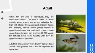 Aquaculture basics module 3 reproduction | PDF | Biological Sciences ...