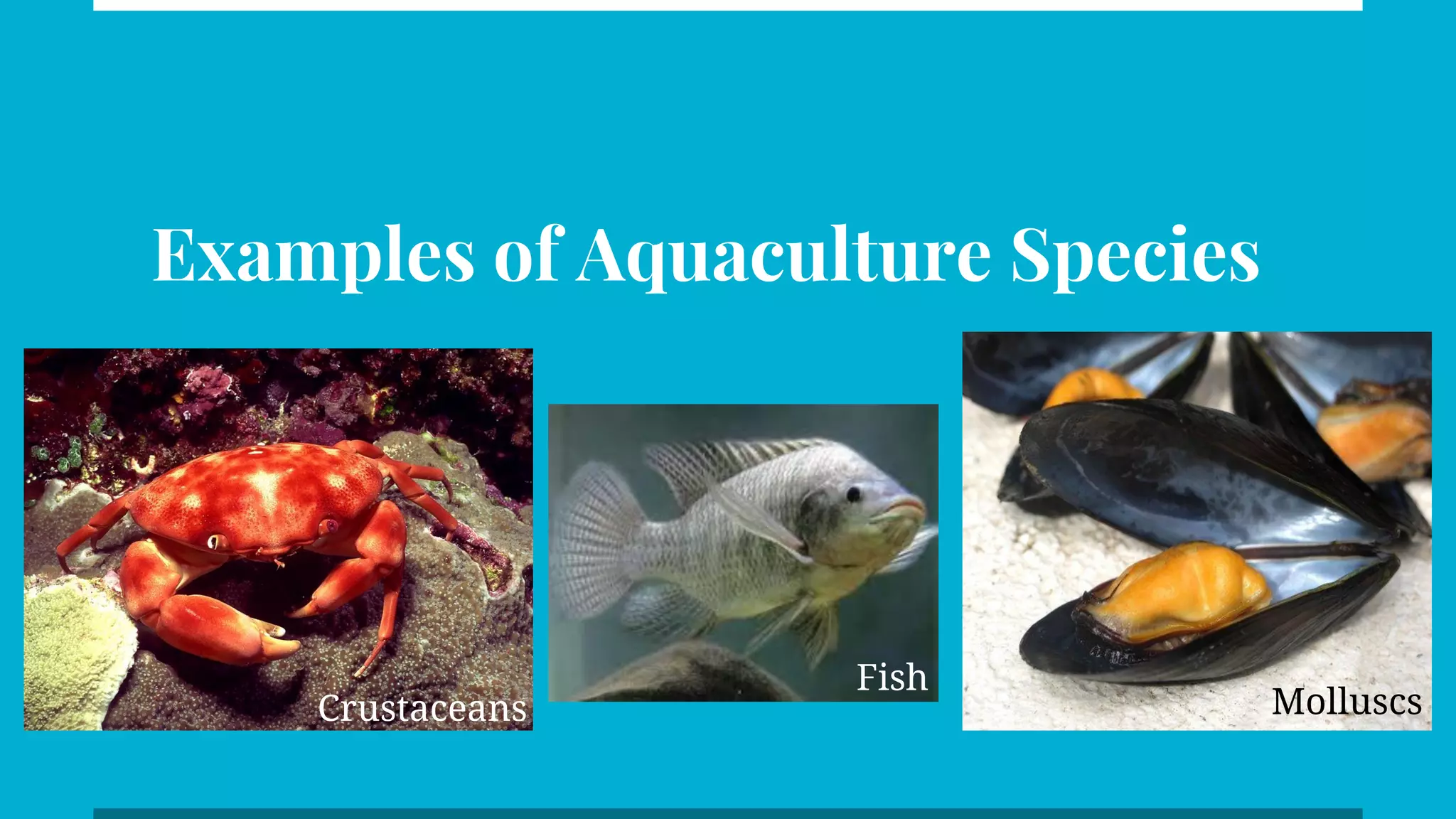 Aquaculture | PDF
