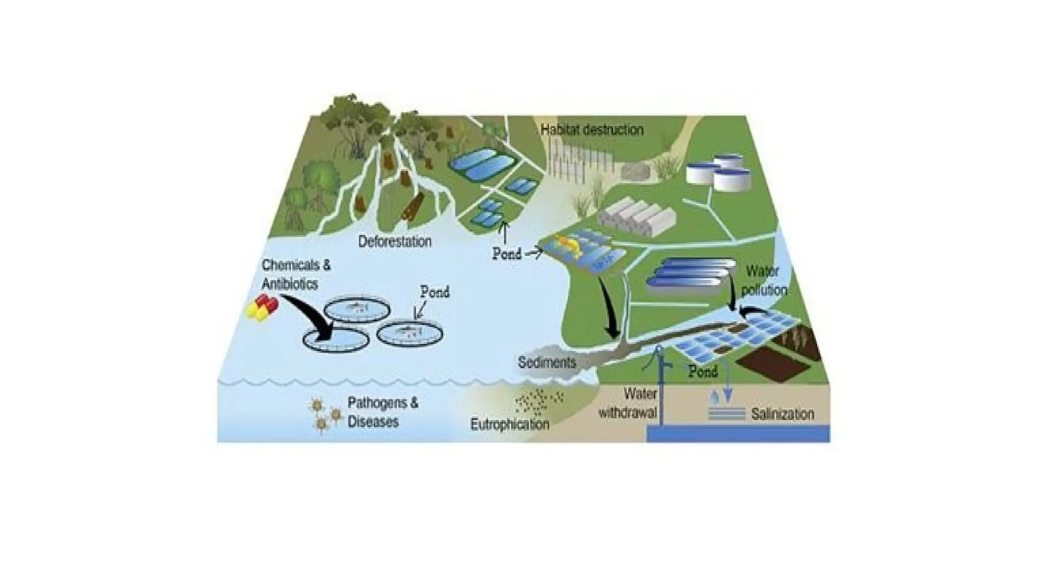 Aquaculture impacts on the fisheries and environment | PPT