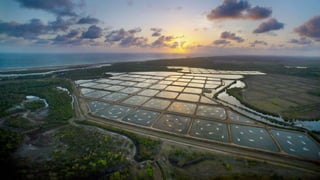 Aquaculture impacts on the fisheries and environment | PPTX
