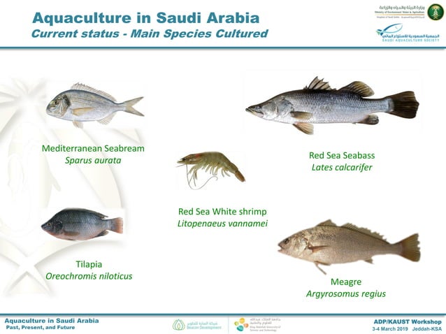 Aquaculture in Saudi Arabia (KAUST 3 2019) | PDF