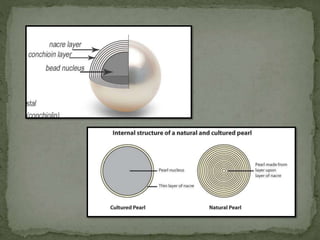 Pearl culture (Aquaculture) | PPTX