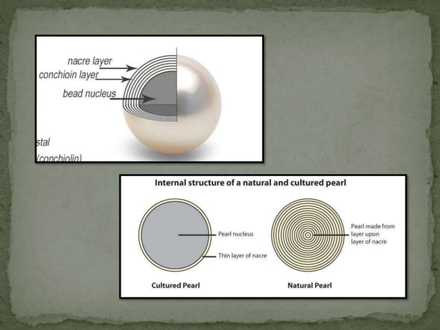 Pearl culture (Aquaculture) | PPTX | Geology | Science