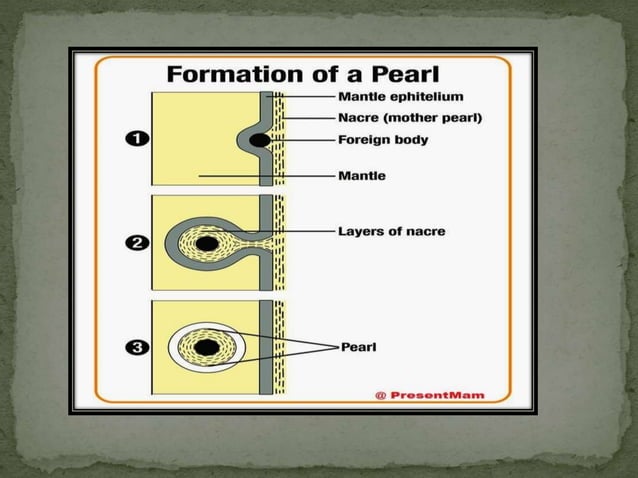 Pearl culture (Aquaculture) | PPTX | Geology | Science