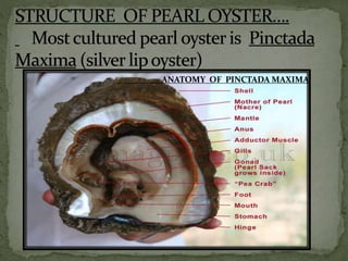 Pearl culture (Aquaculture) | PPTX