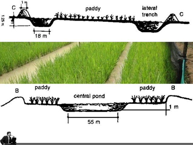 Fish Pond Construction: My Experiences | PDF | Fish and Aquariums | Pets