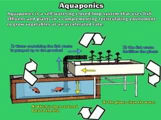 Aquaponics | PPT