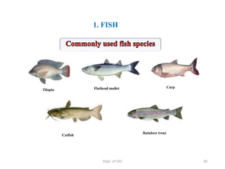 Vegetable production through Aquaponics | PPTX