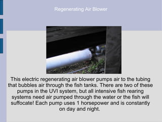 Aquaponics food factories | PPT