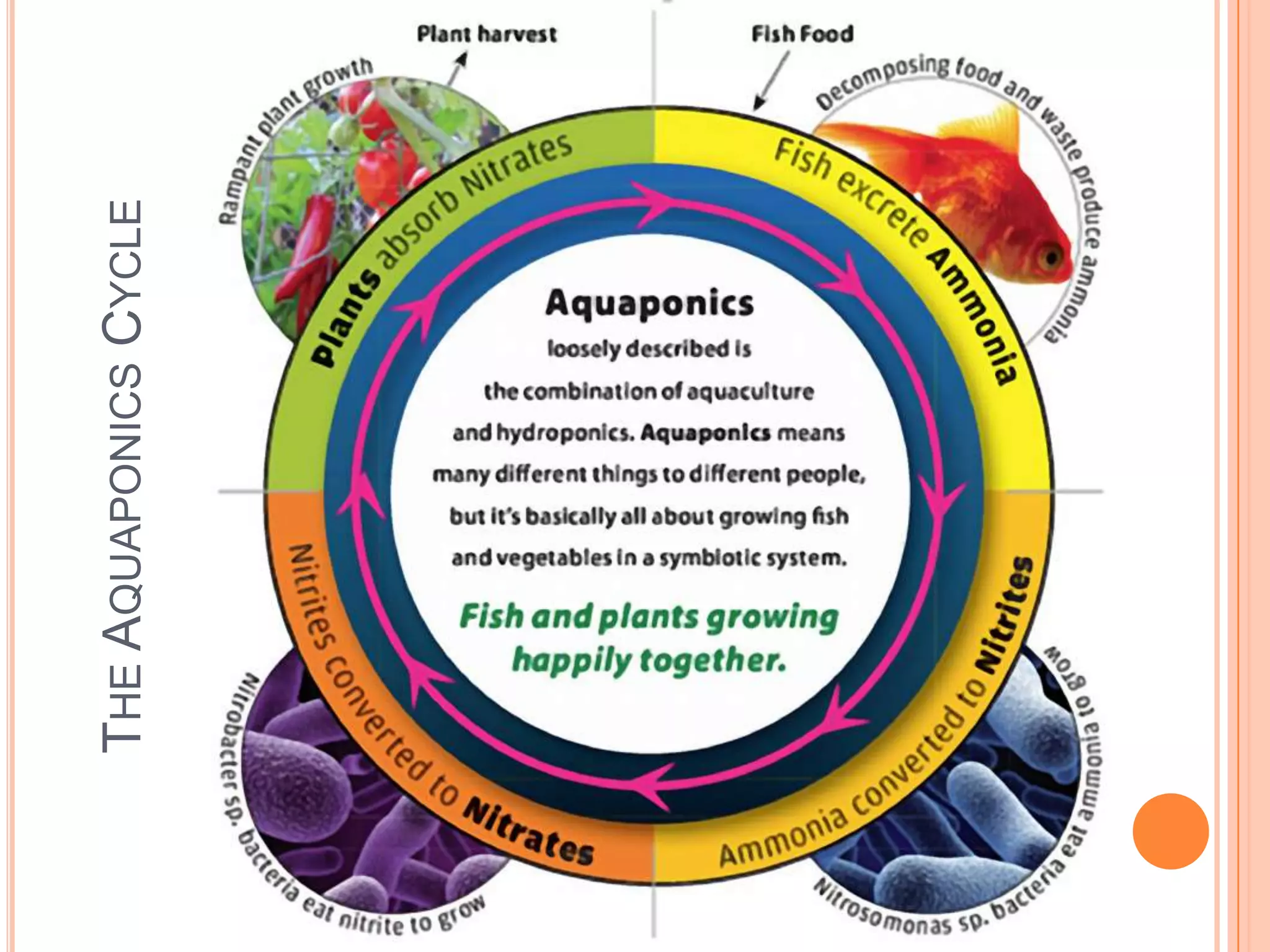 Aquaponic Food Production | PPTX