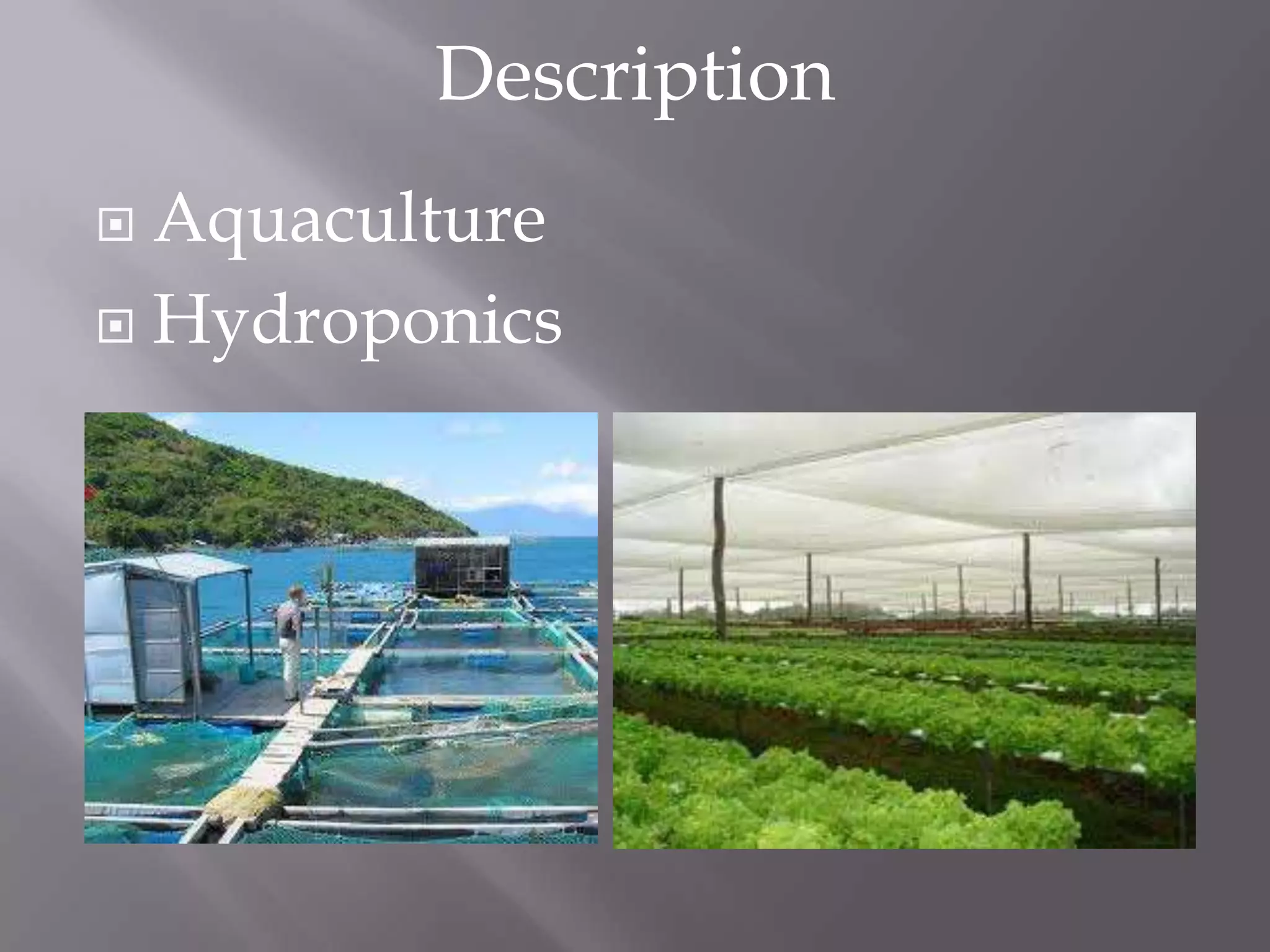 Aquaponics presentation | PPTX
