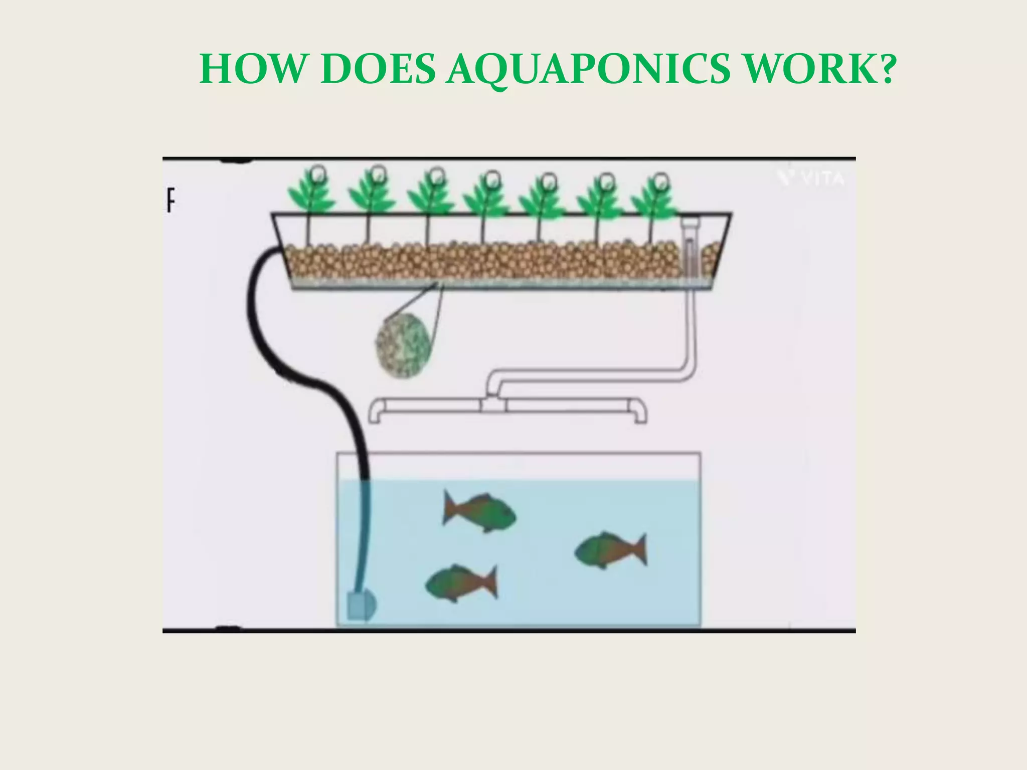 AQUAPONICS PRESENTATION.pptx