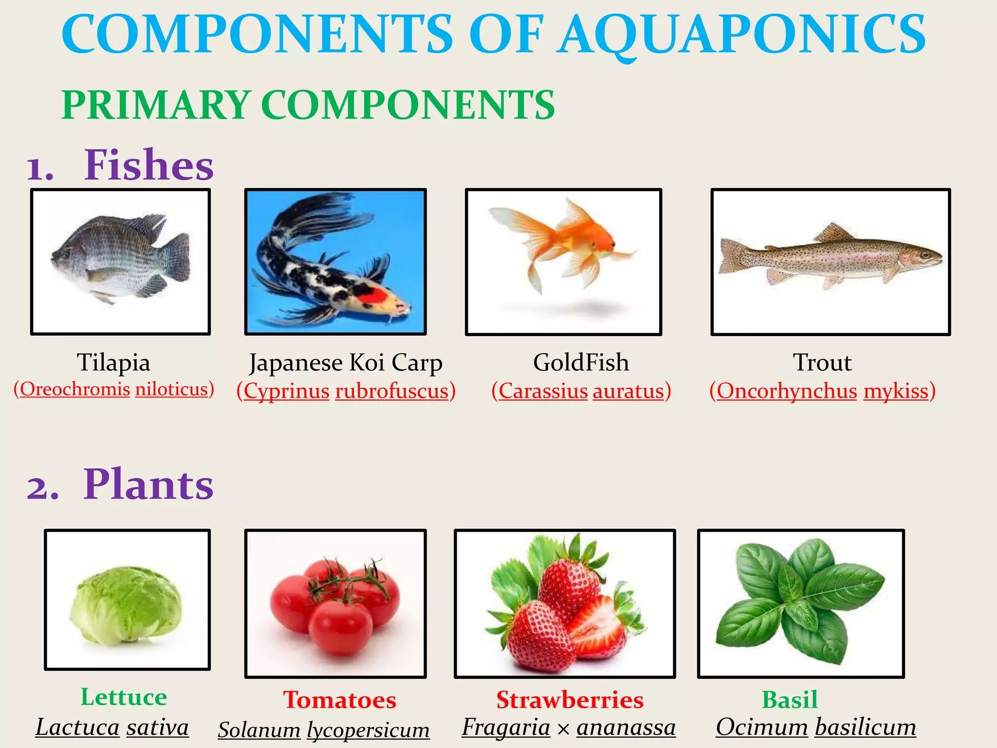 AQUAPONICS PRESENTATION.pptx
