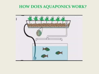AQUAPONICS PRESENTATION.pptx