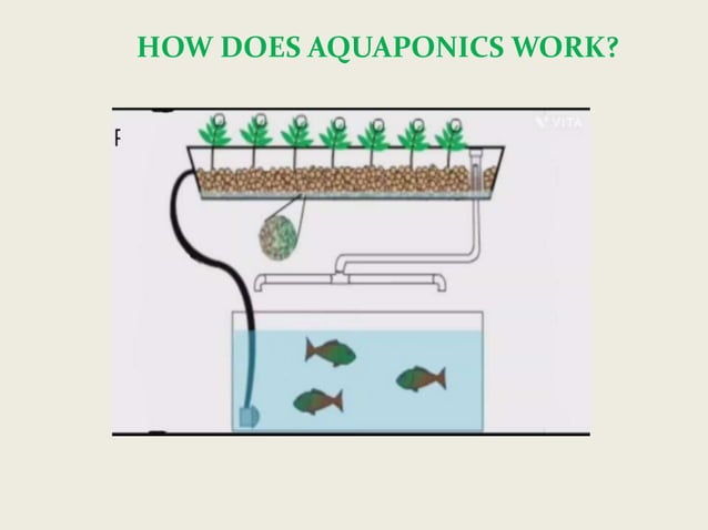 AQUAPONICS PRESENTATION.pptx AQUAPONICS PRESENTATION.pptx