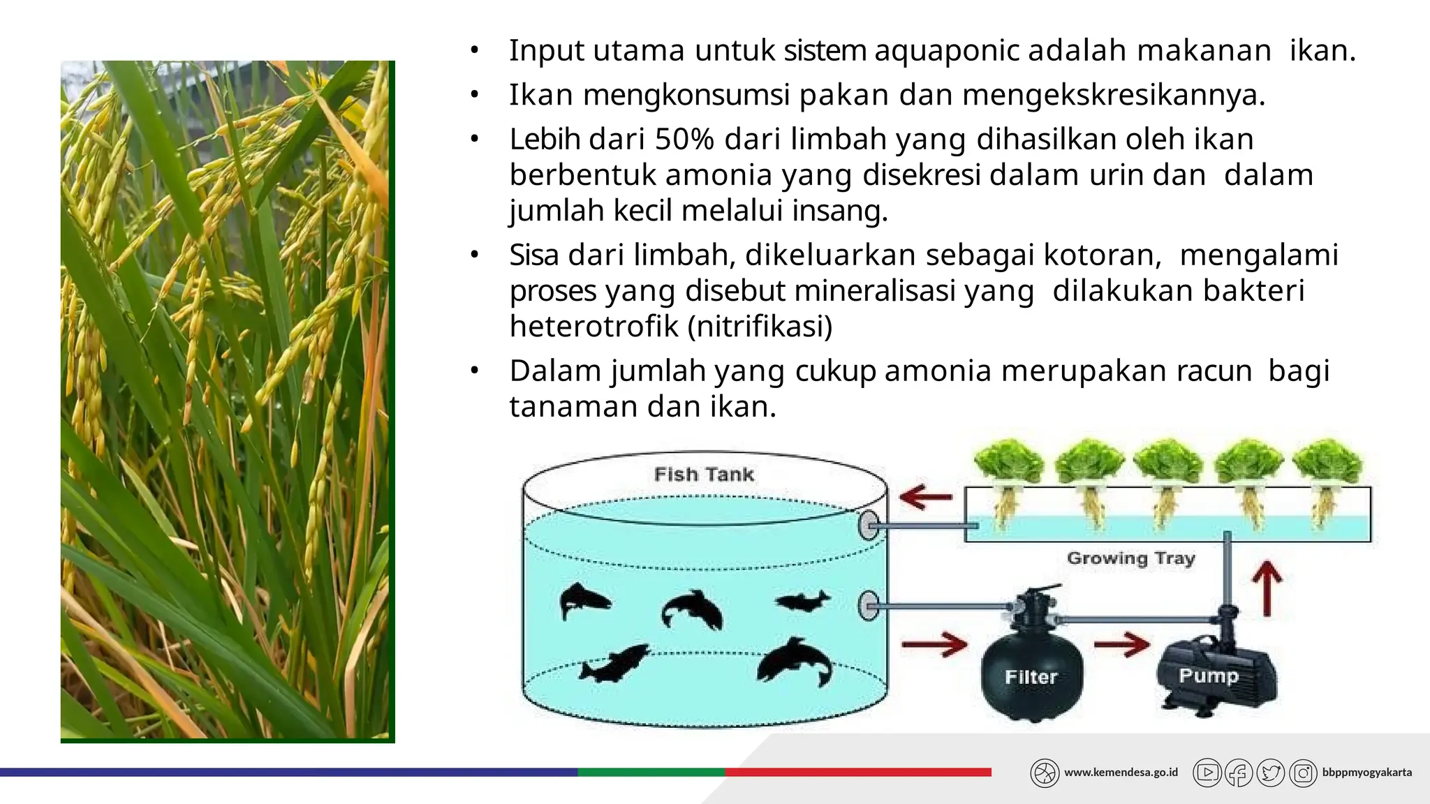 Budidaya ikan dan sayuran (Aquaponik).pptx