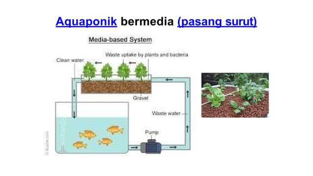 Budidaya ikan dan sayuran (Aquaponik).pptx