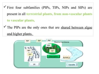 Aquaporins and its importance in plant system | PPTX