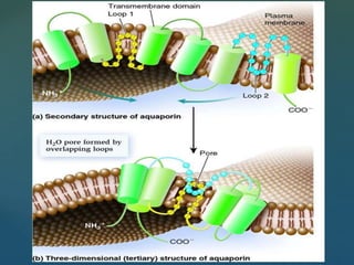 Aquaporins | PPTX