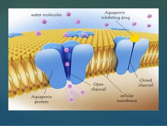 Aquaporins