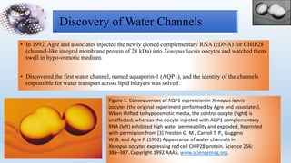 Synopsis of Aquaporins Expression in GIT & Renal system in NDRI | PPTX ...