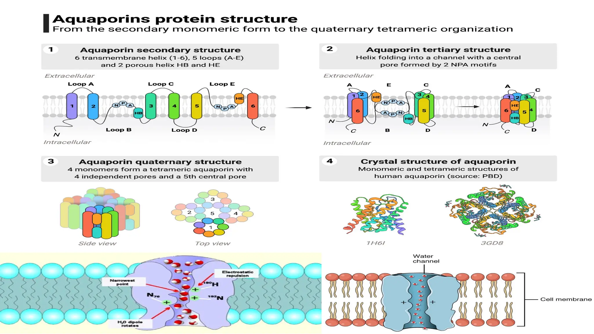 Aquaporins structure and function presentation | PPTX