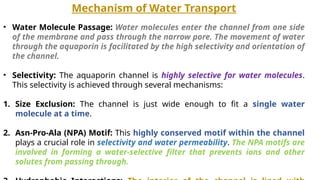 Aquaporins structure and function presentation | PPTX