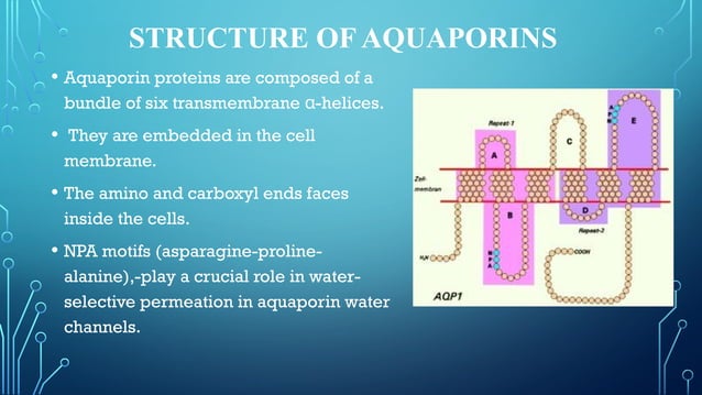 aquaporins seminar.pptx from biochemistry | PPT
